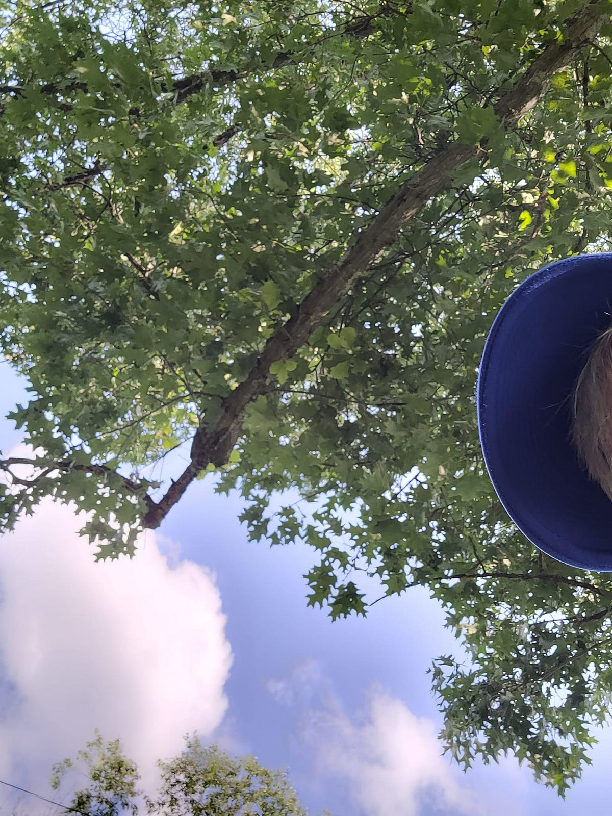 Perception vs. Hallucination in LLM AIs (early thought experiment ...