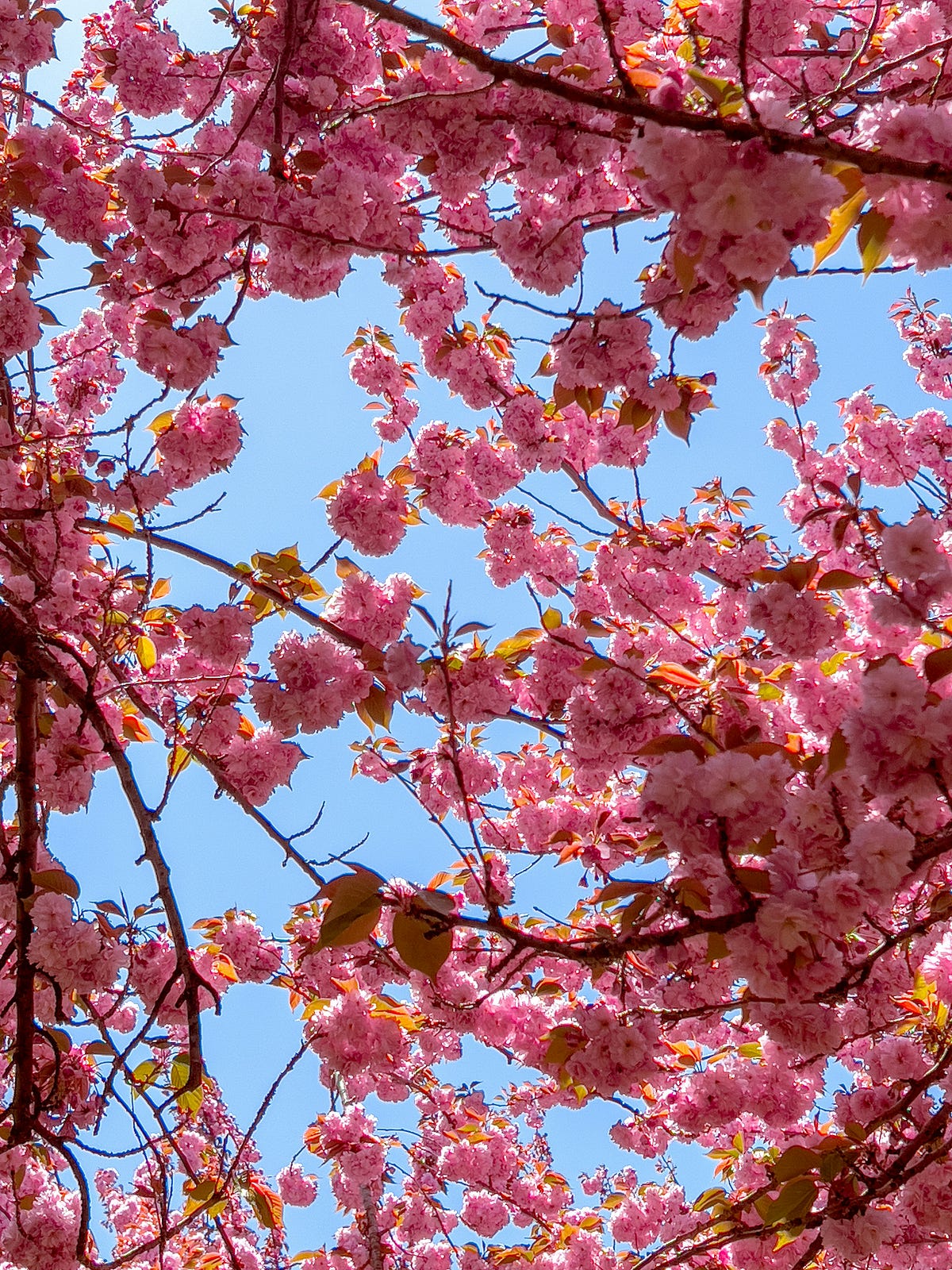 Through the Shade of the Cherry Blossoms | by Kimberly | Read or Die ...