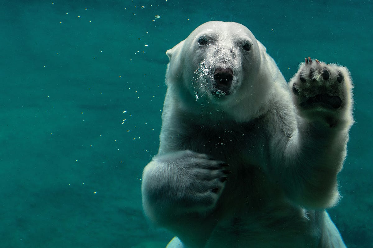 UN Report: 1 Million Animal and Plant Species are Threatened with ...