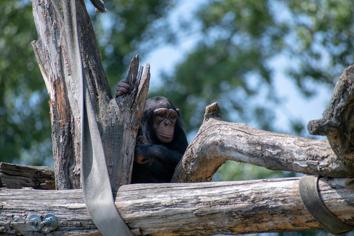 Chimp Crazy Haiku Series 1. A Return of Pop Culture Haiku in… | by ...