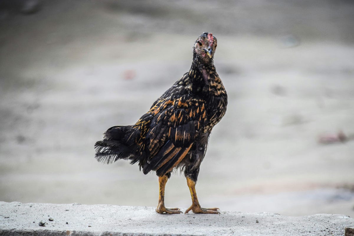 Why AI-Generated Crap Is Ruining Everything | by Wesley van Peer ...