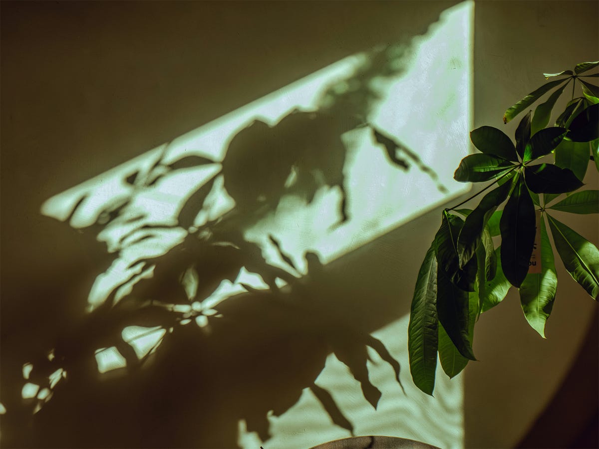 Has Beauty Remained a Beast for You Too? | by Empirical Backyard | The ...