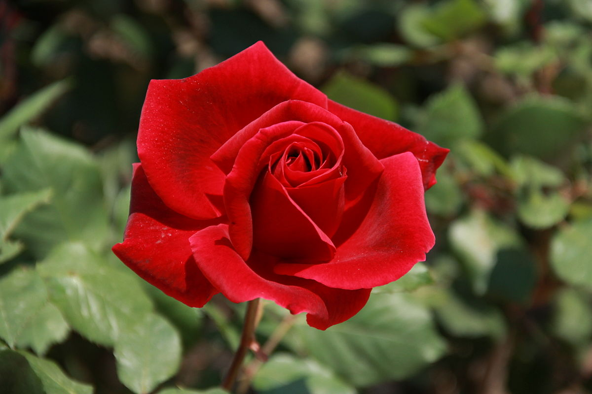 5 Rose Recipes from the Past for Valentine’s Day | by Danielle Herring ...