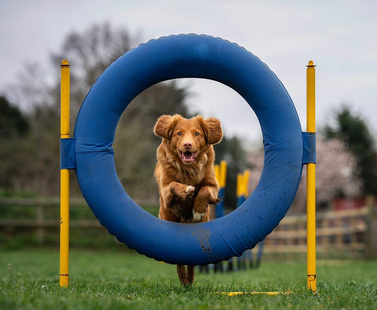 Experience Canine Elegance at the 148th Annual Westminster Kennel Club ...