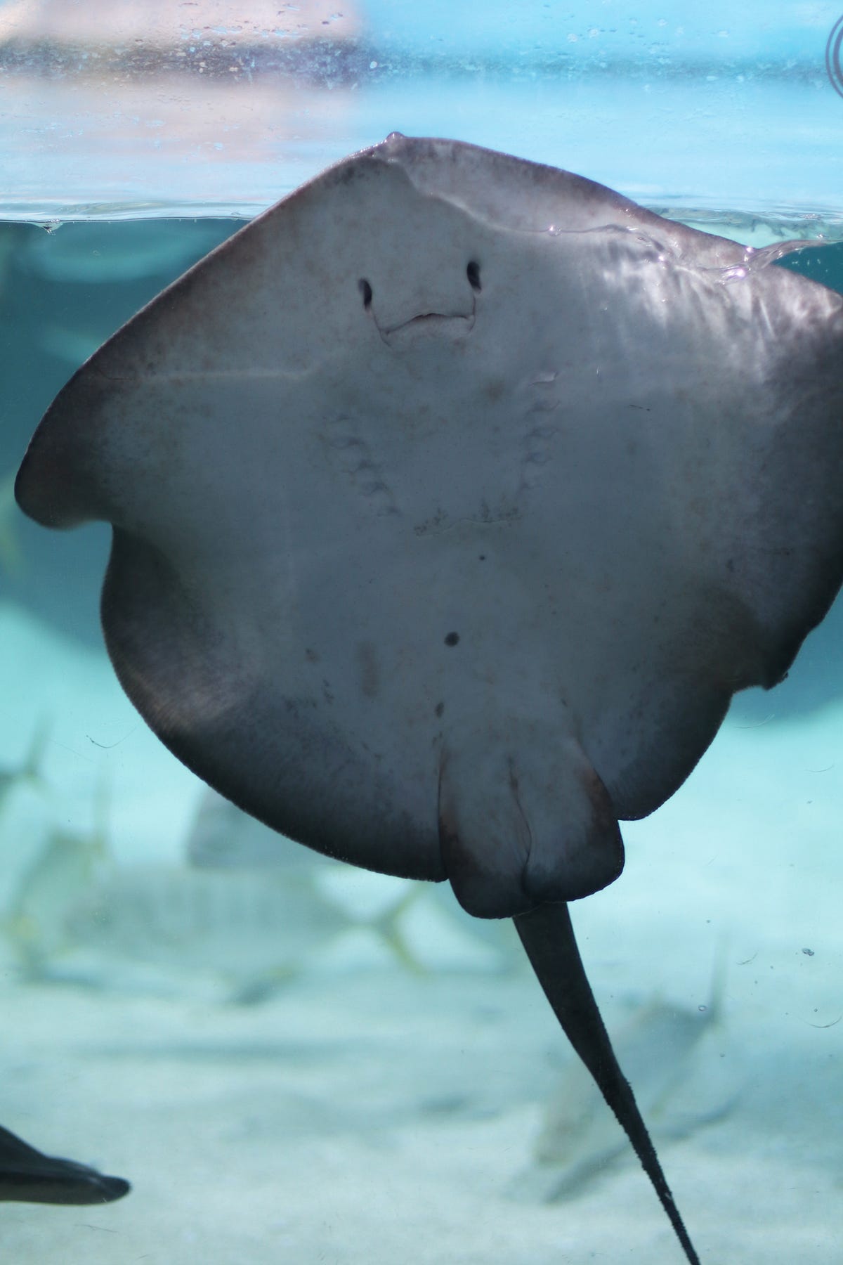 Stingrays: The Planes Of The Sea. Check out more at… | by My Biology ...