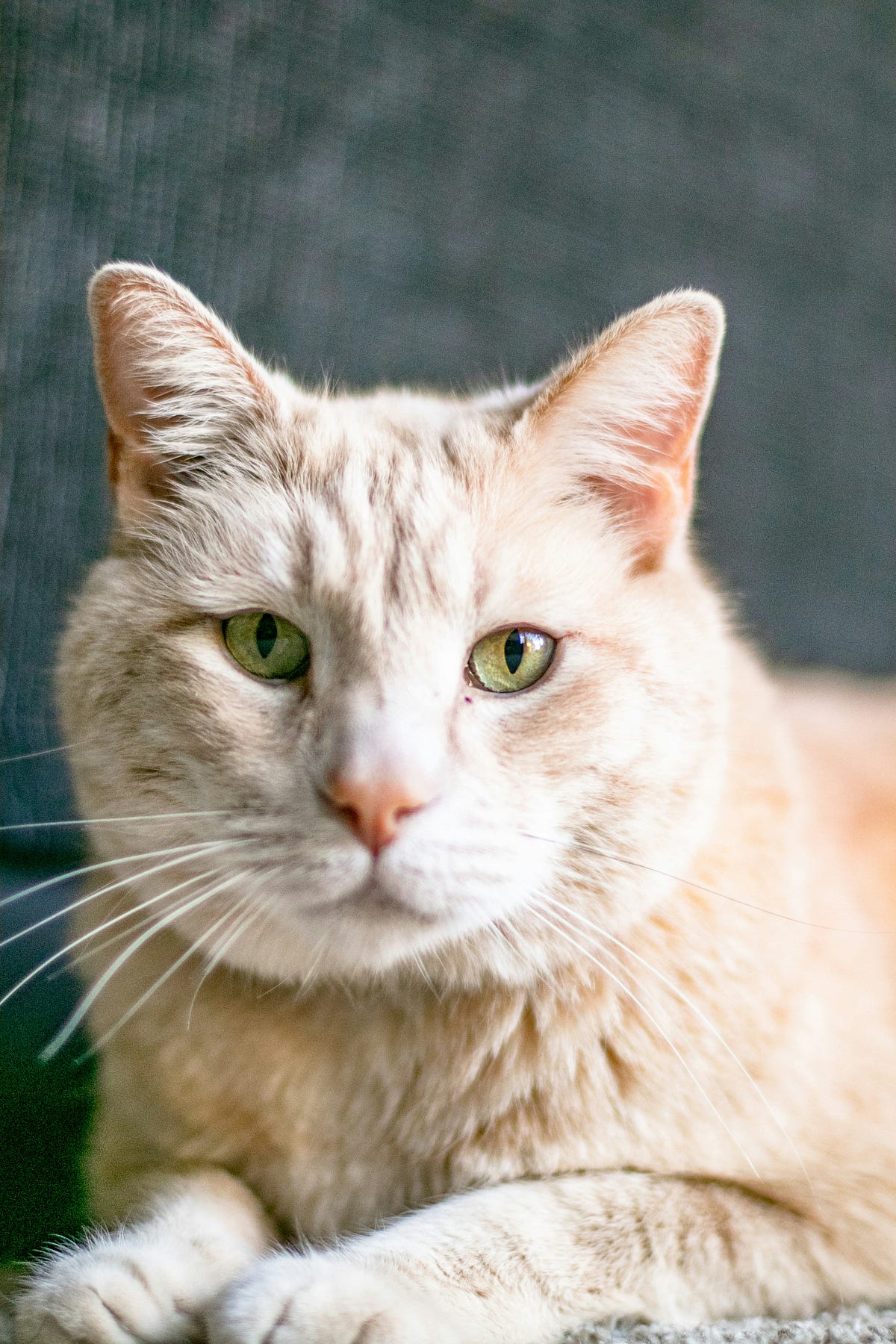 The Tabby Cat. One woman’s nightmare — saved by an… | by Laura Ann | Be ...