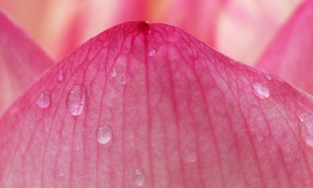 Inspired by My Father’s Gurus. How my father sparked my philosophical ...