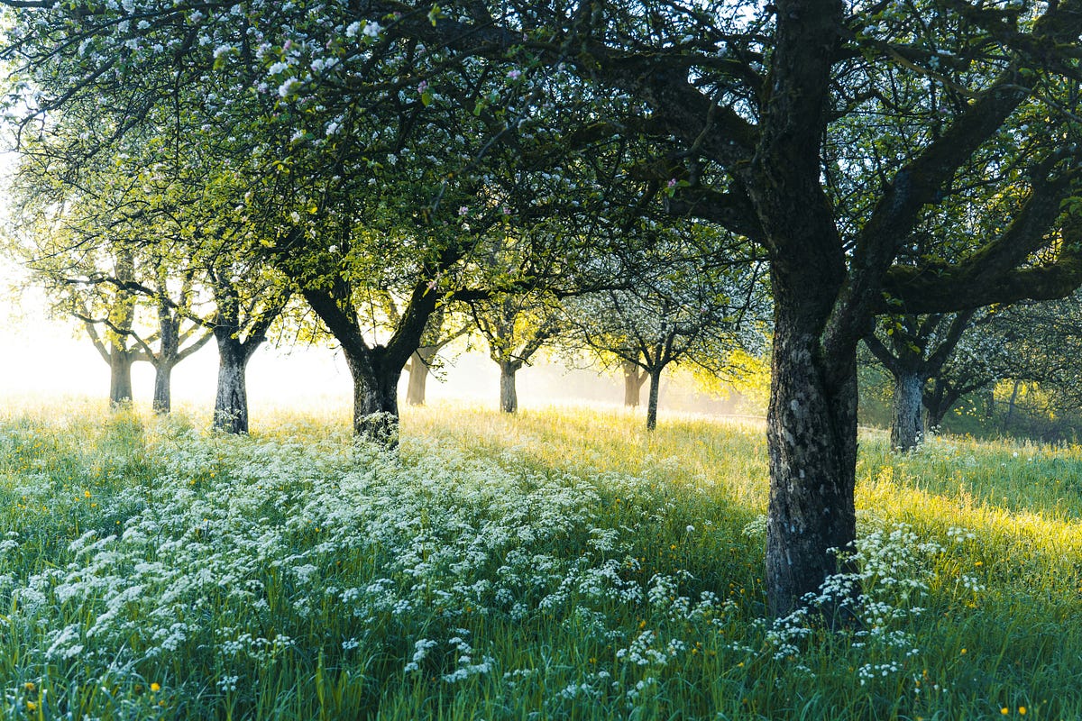 The Ides of March Worry Me Not When I See Blooms In the Fields | by ...