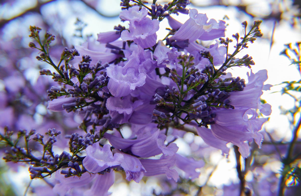 The Jacaranda Tree Fairy. A story for children aged 4–8 years old | by ...