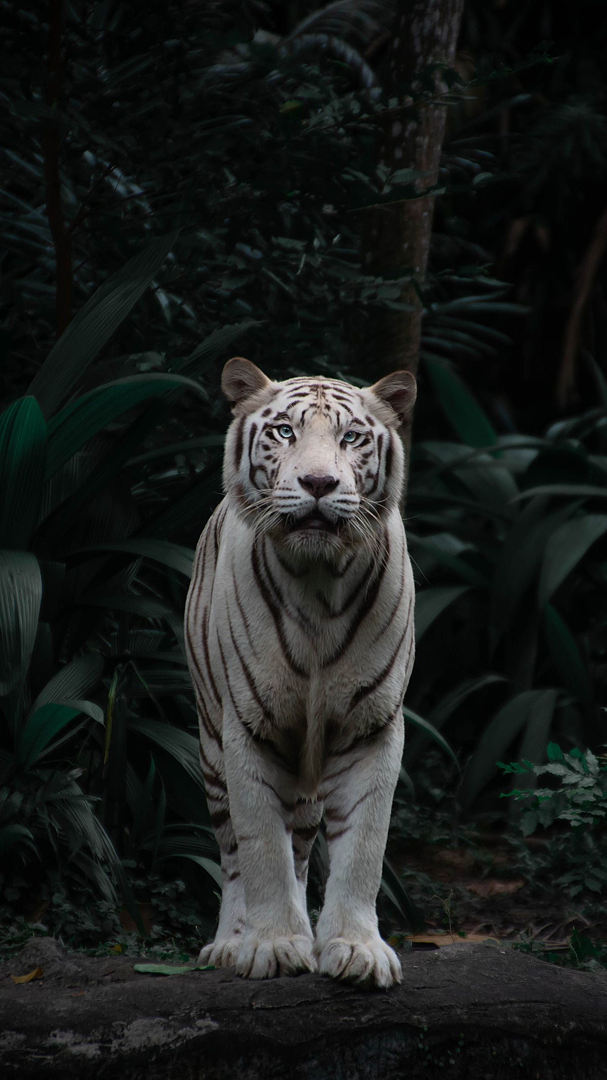 Luna the White Bengal Tiger. Unfortunately though fiction, it is… | by Journalling Bethany 🌺 ...