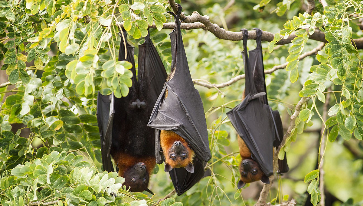 Le continent Africain en alerte : Qu’est ce que le virus Marburg ? | by Baptiste EDOUARD | La ...