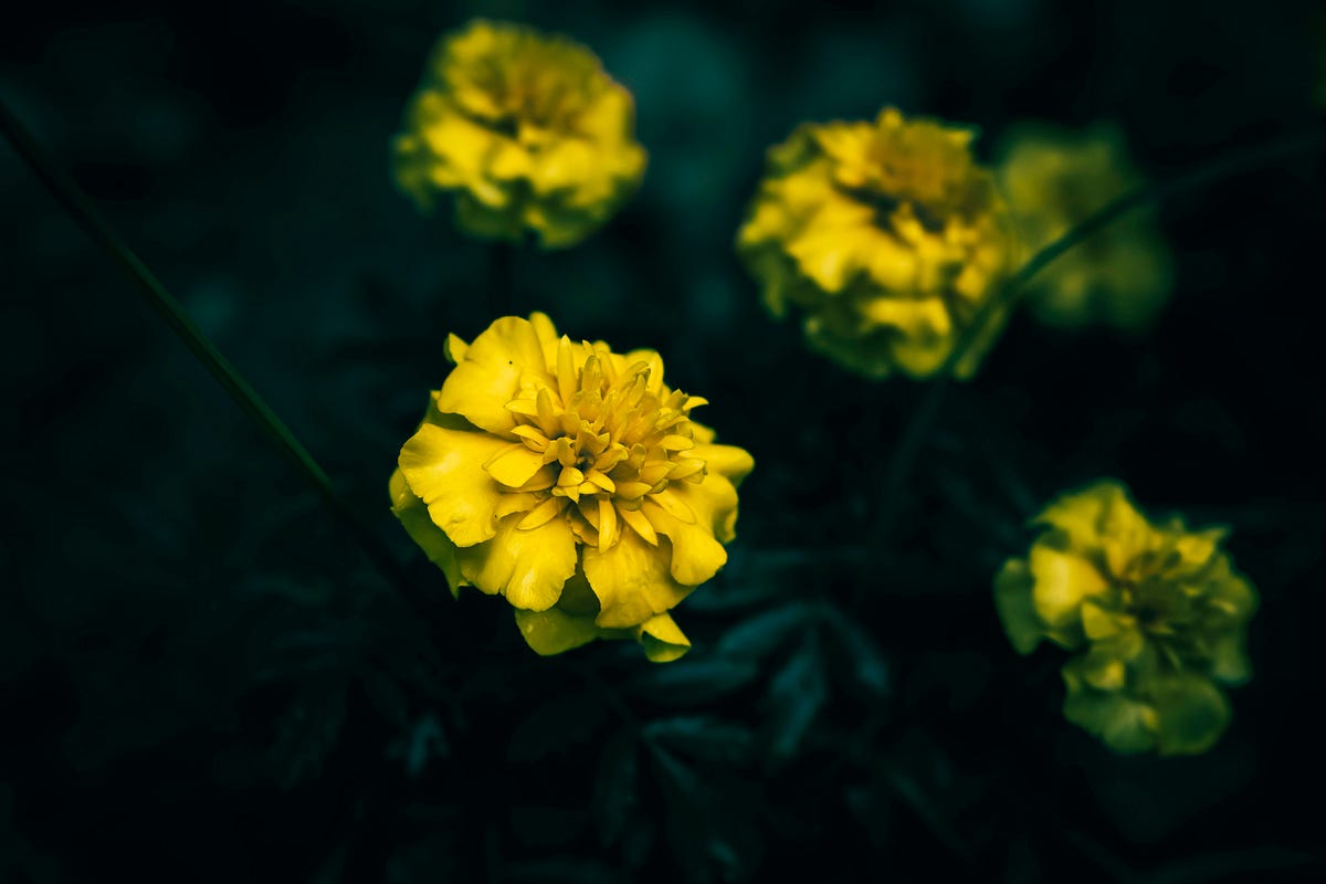 Withered Marigolds - Share The Love - Medium