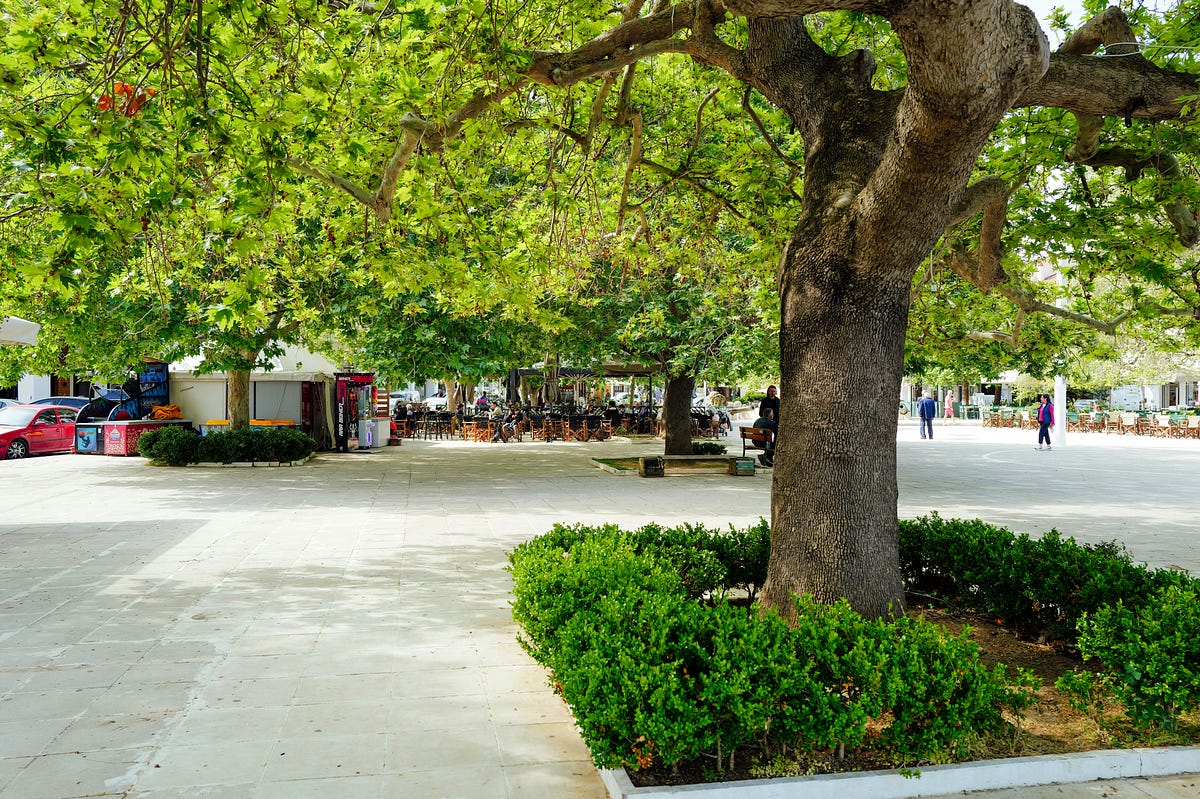 Under the Neem Tree, I Learned to Let Go | by JP Pathak | No Time | Aug ...