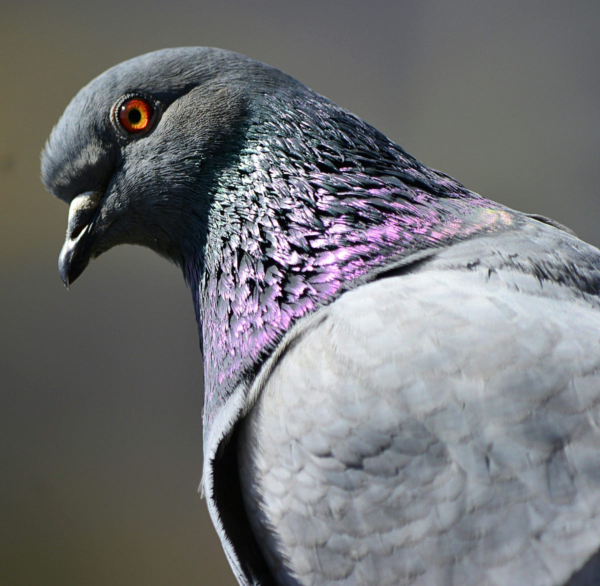 The INSANE Intelligence Of Pigeons That Surpass Humans In Some Tasks ...