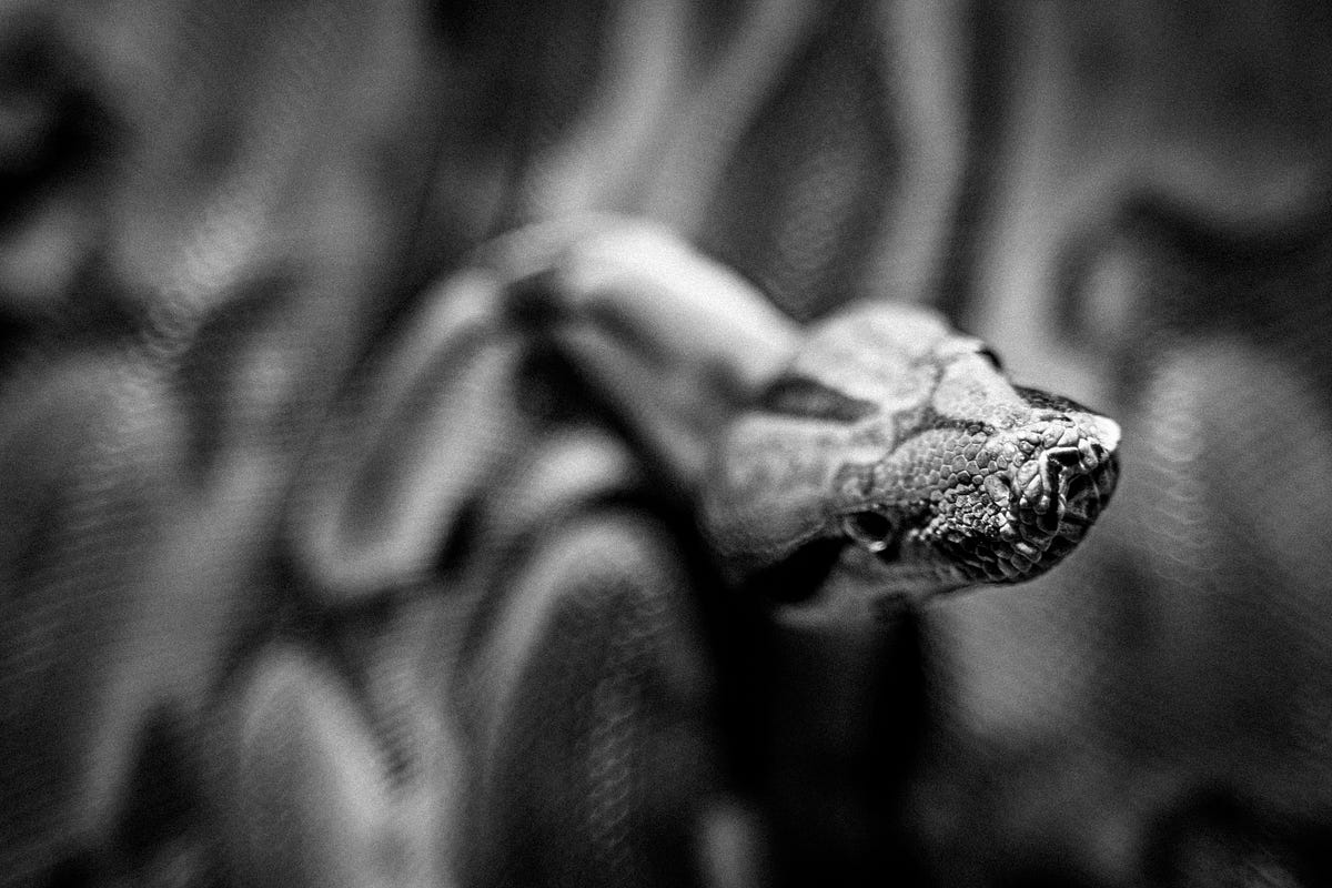 Python Protocols vs ABC: Why Modern Interfaces Deserve a Smarter Choice ...