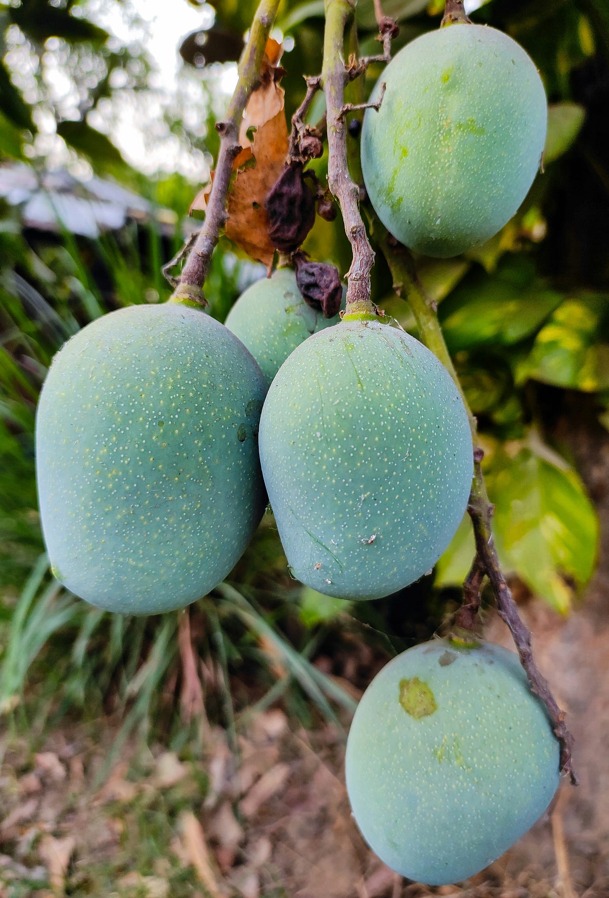 May, Mango Month. Sweet mango flesh | by Suma Narayan | Fourth Wave ...