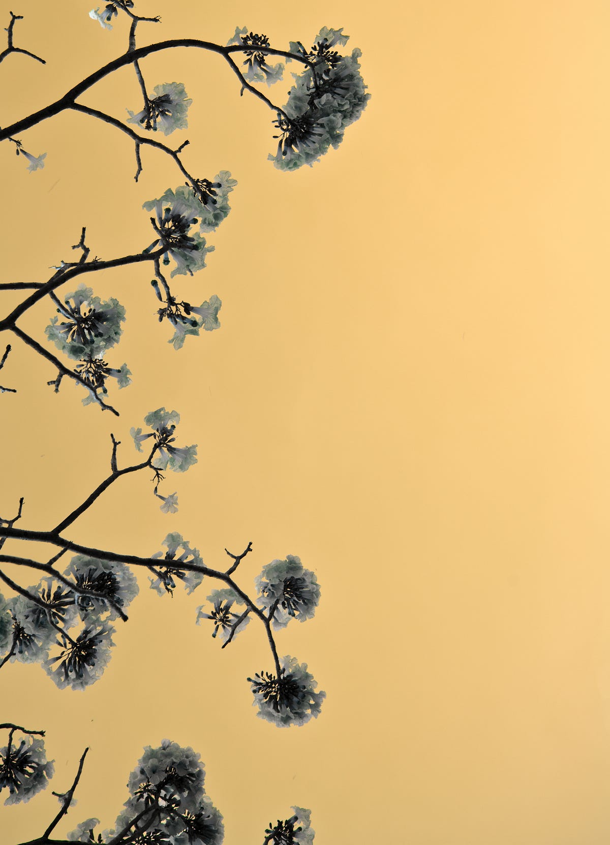 The Song of the Cicada: How to Write Powerful Haiku | by Joel Zachary ...