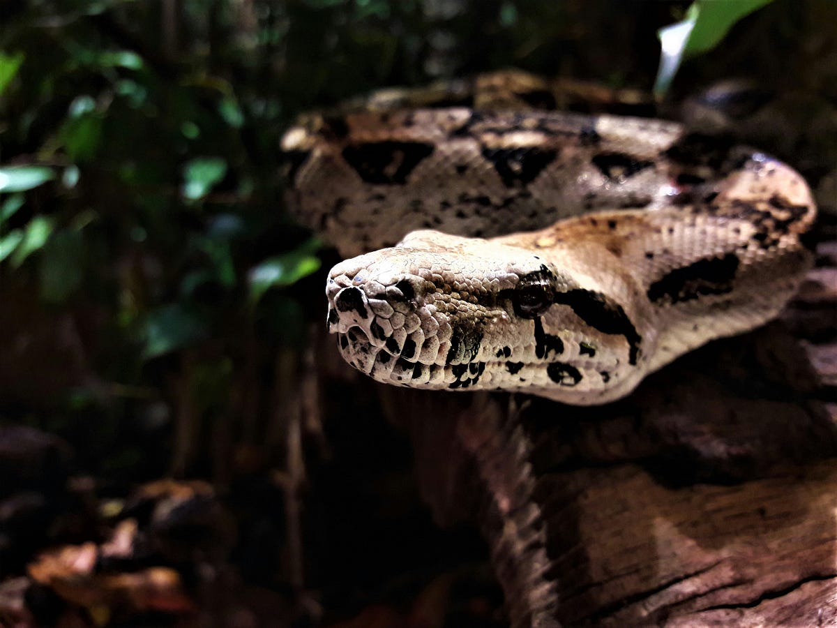 Be Wise As a Snake. What does it mean? | by Victoria Marty | Read or Die! | Medium