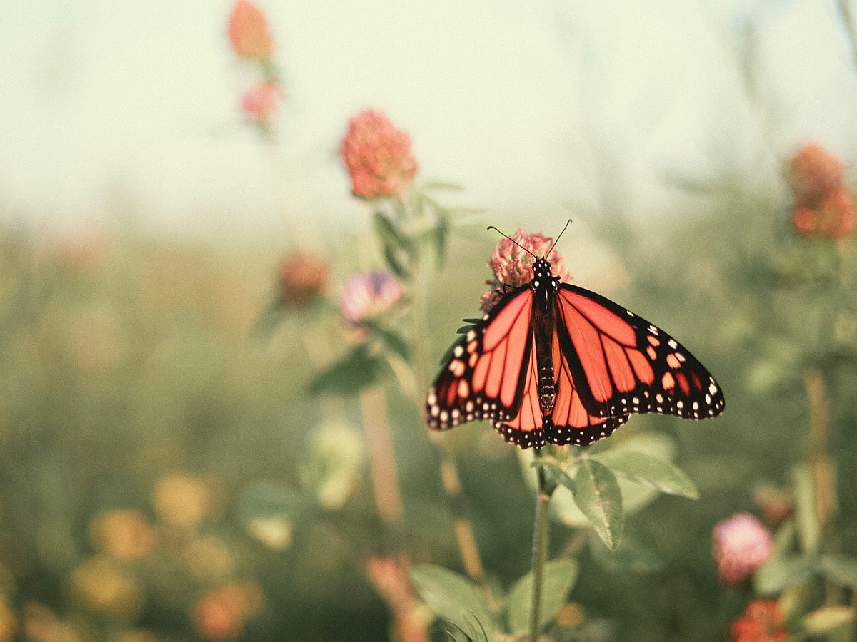 Flying Butter. If you can go back to the past, what… | by Rohmah Nasada ...