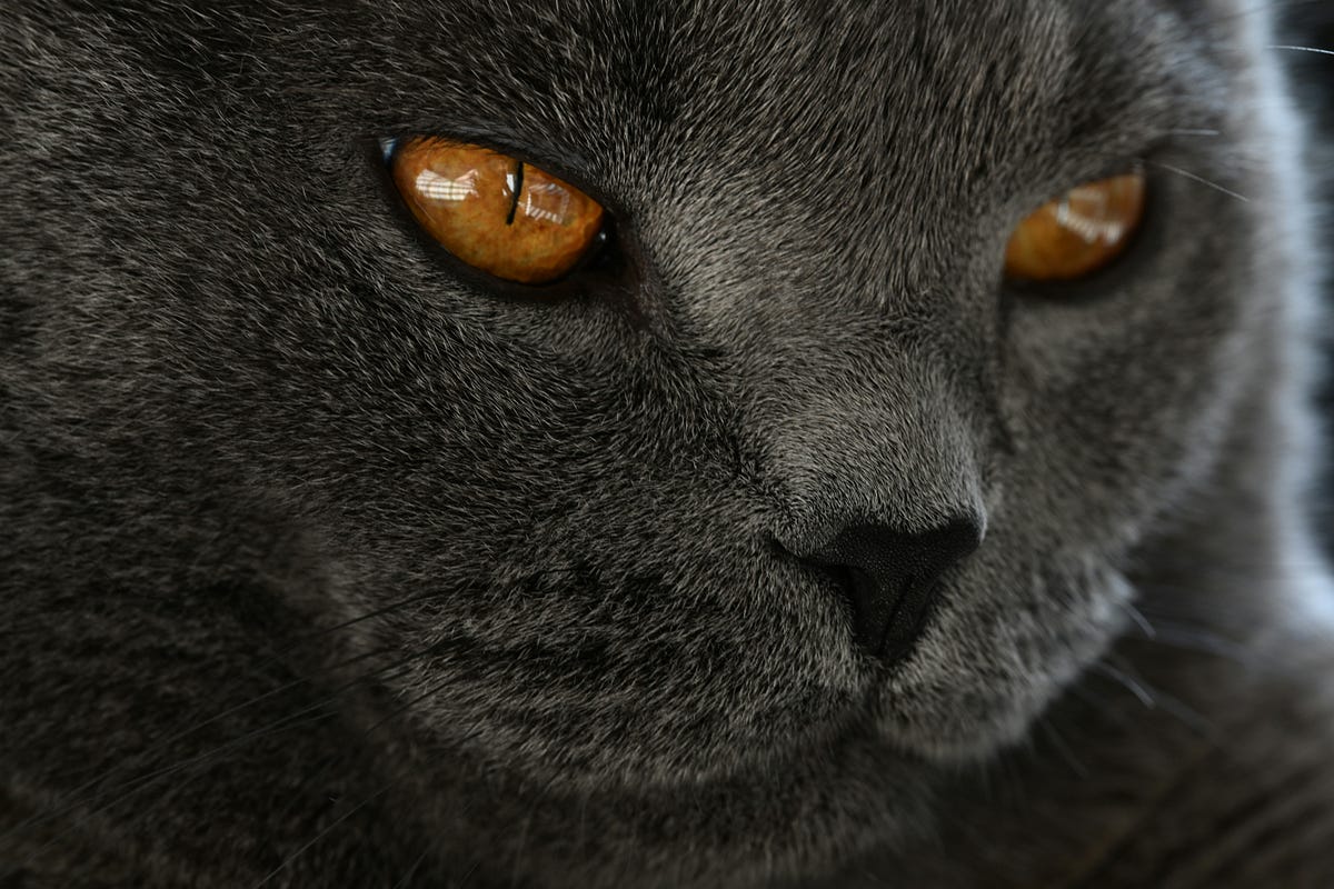 Pupil: The Window That Reveals How Animals Evolved | by Yasuyuki Nakae ...