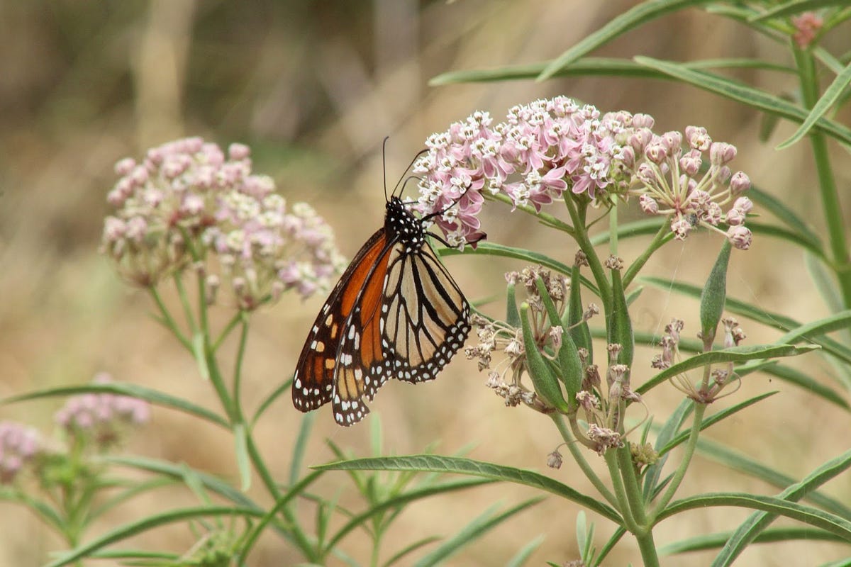 Save Endangered Monarchs! A New Pollinator Conservation Program Takes Flight | by Napa RCD ...