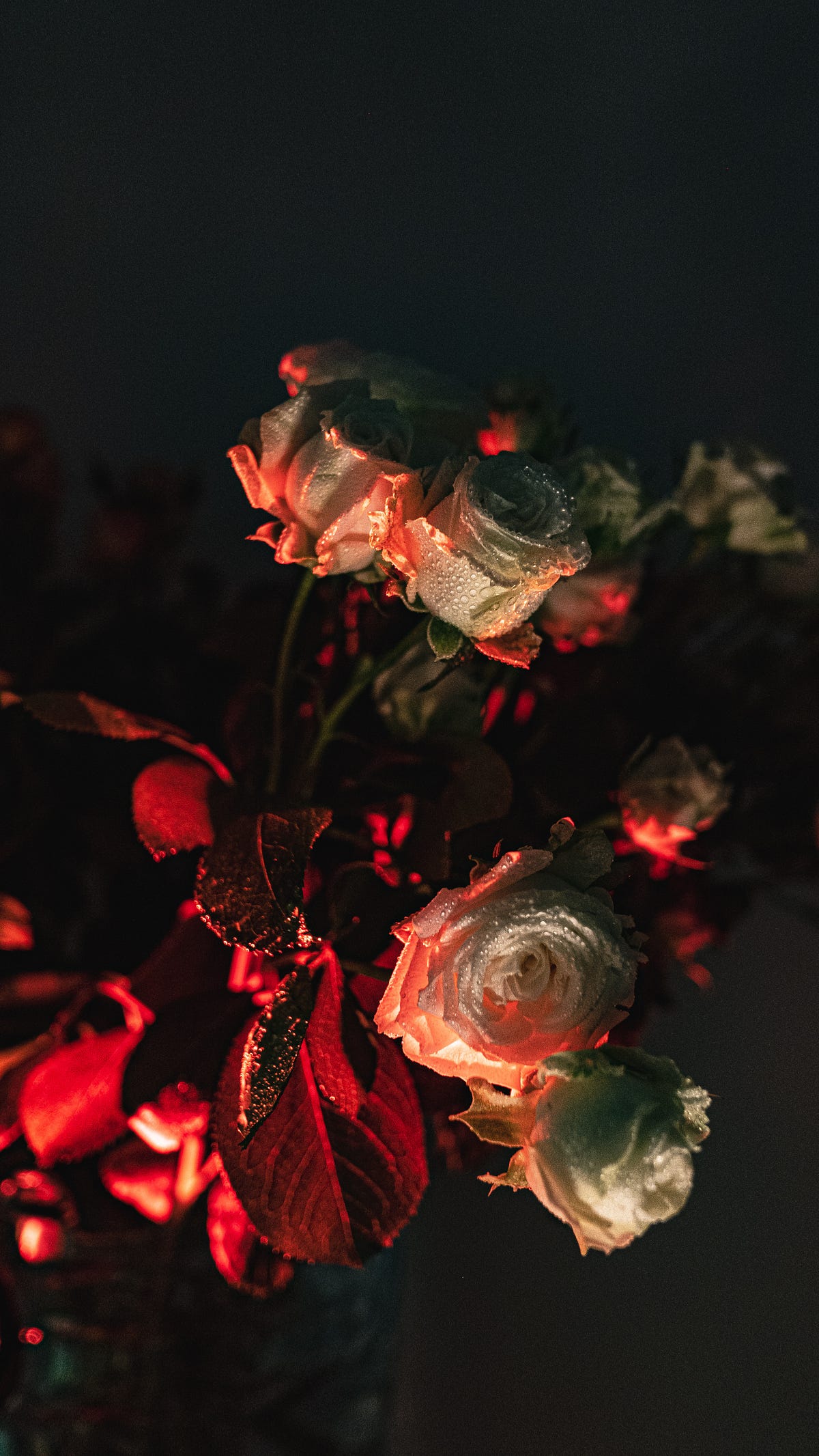 Stopping to Smell the Roses, Not to Stir the Fertilizer | by C. Elyse | Medium