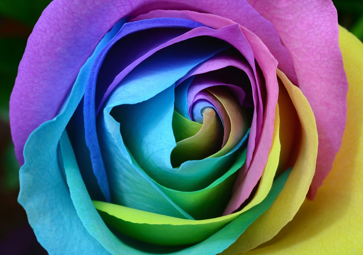 There is no place like home…. Roses and rainbows and puppy dog… | by ...