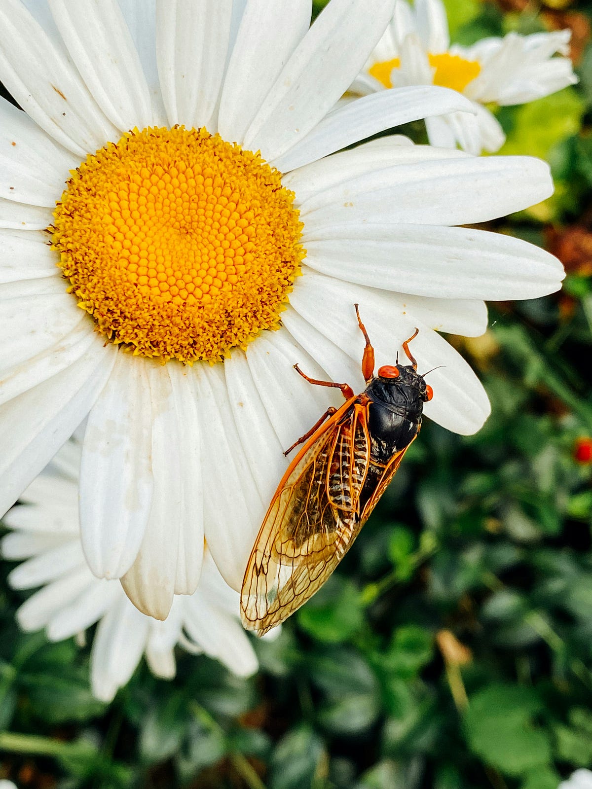 Poetry Month: April 14. A famous rhyming poem for you and a… | by ...