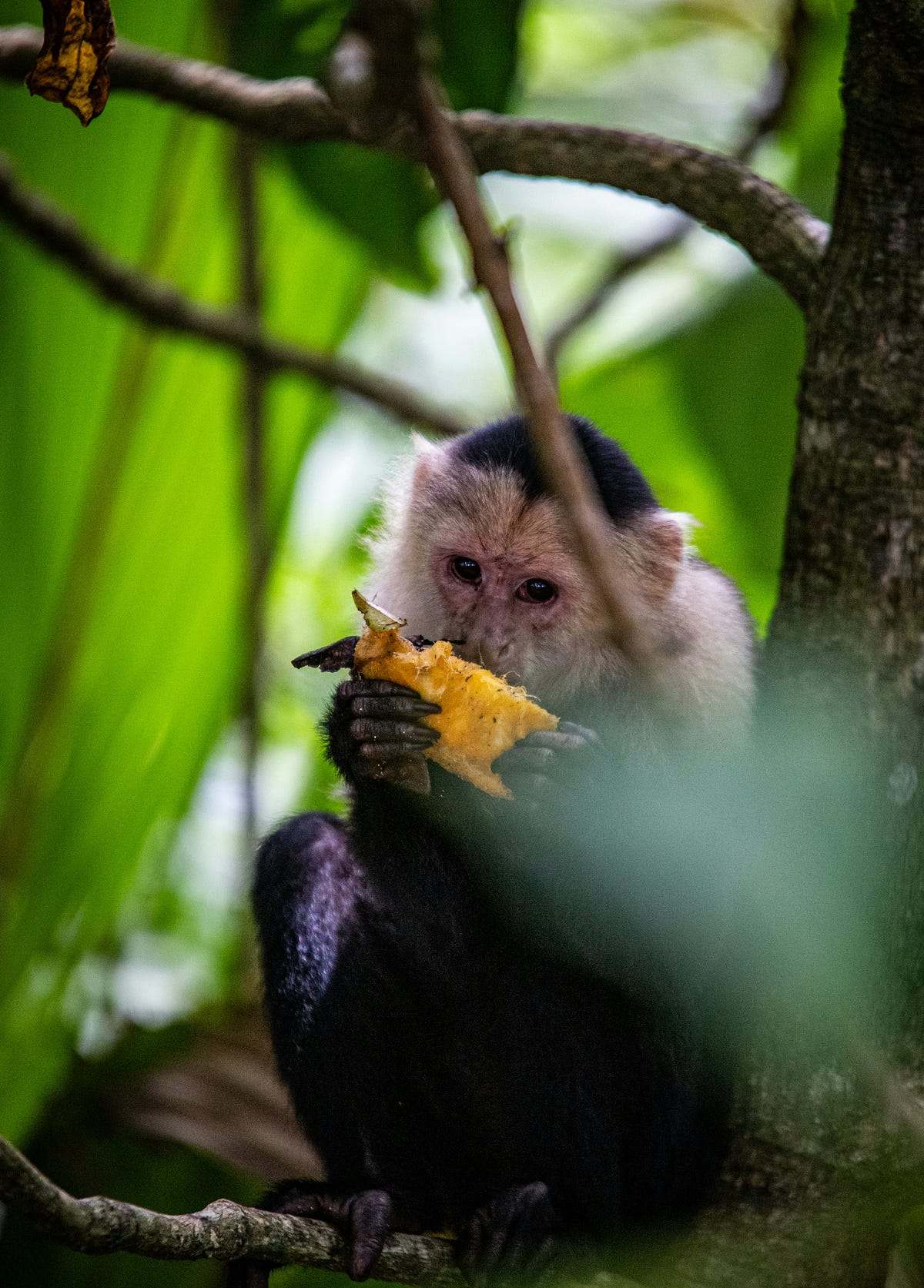 Evolution of Color Vision in Mammals | by TheUnknownDoktor🐙 | Write A ...