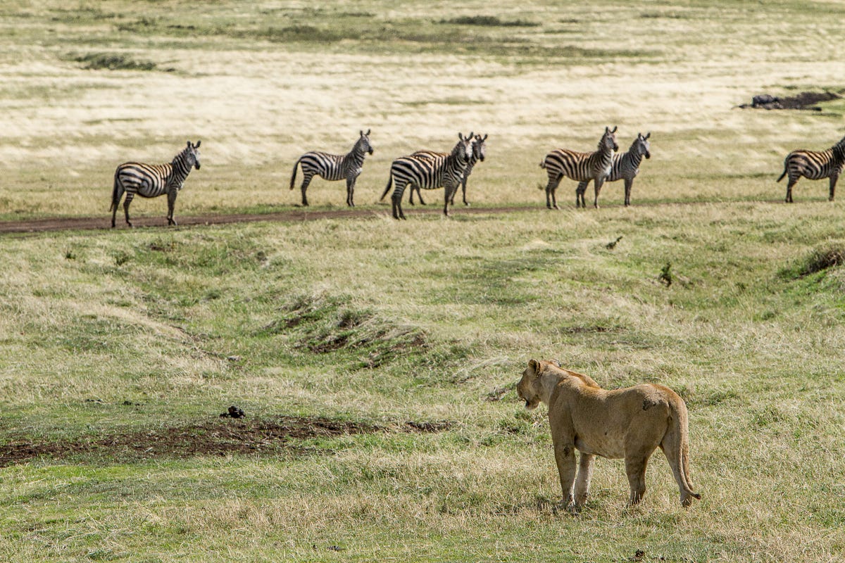 What You Can Learn From Lions Chasing Antelopes and Field Mice | by ...