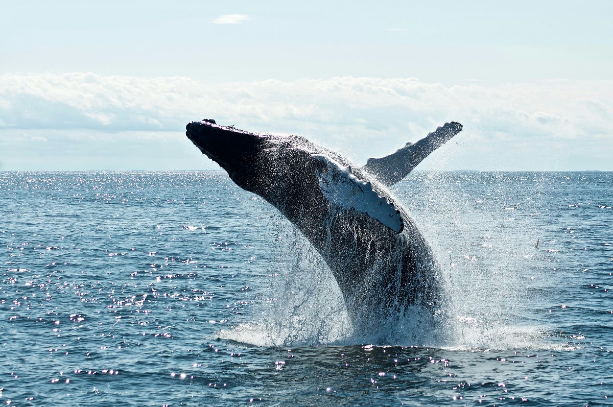 Why Do Whales Sing?. Evolutionary geniuses | by Vicky Torres ...