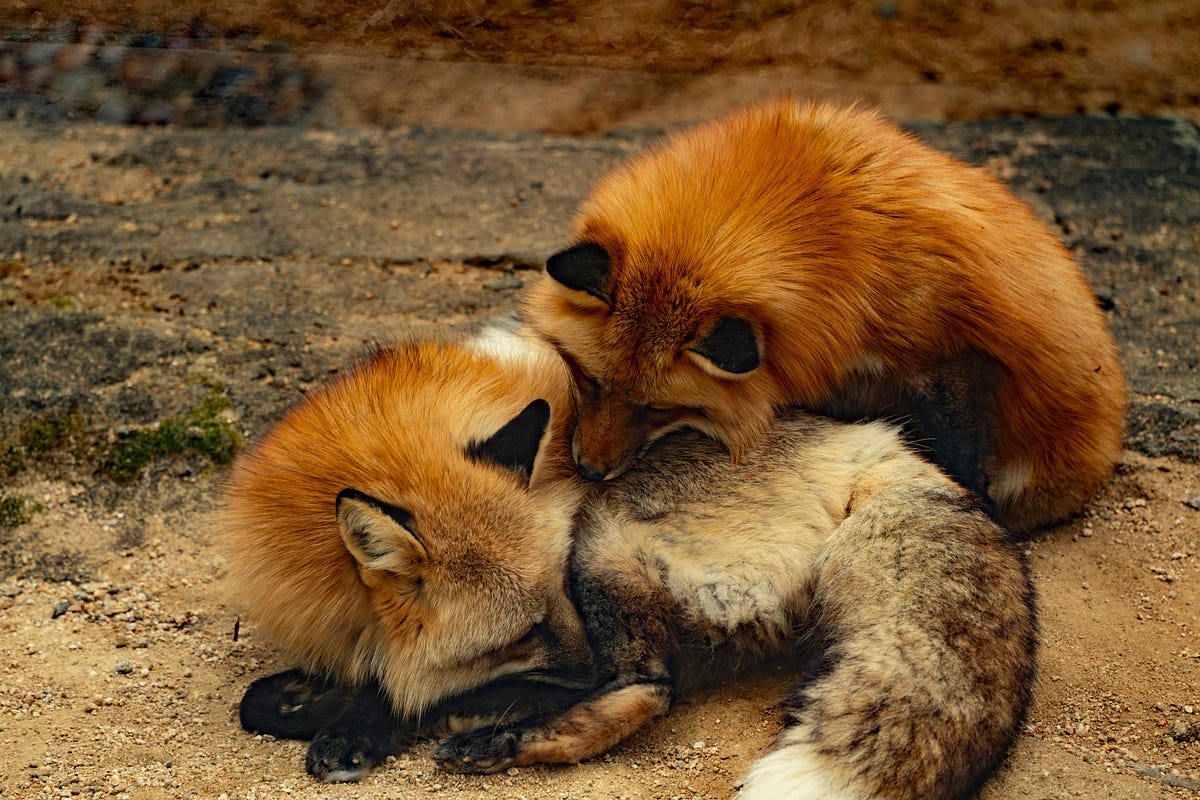 Foxcraft Chapter 16 Analysis. An Unwelcome Return | by FireKATLit | Oct, 2024 | Medium