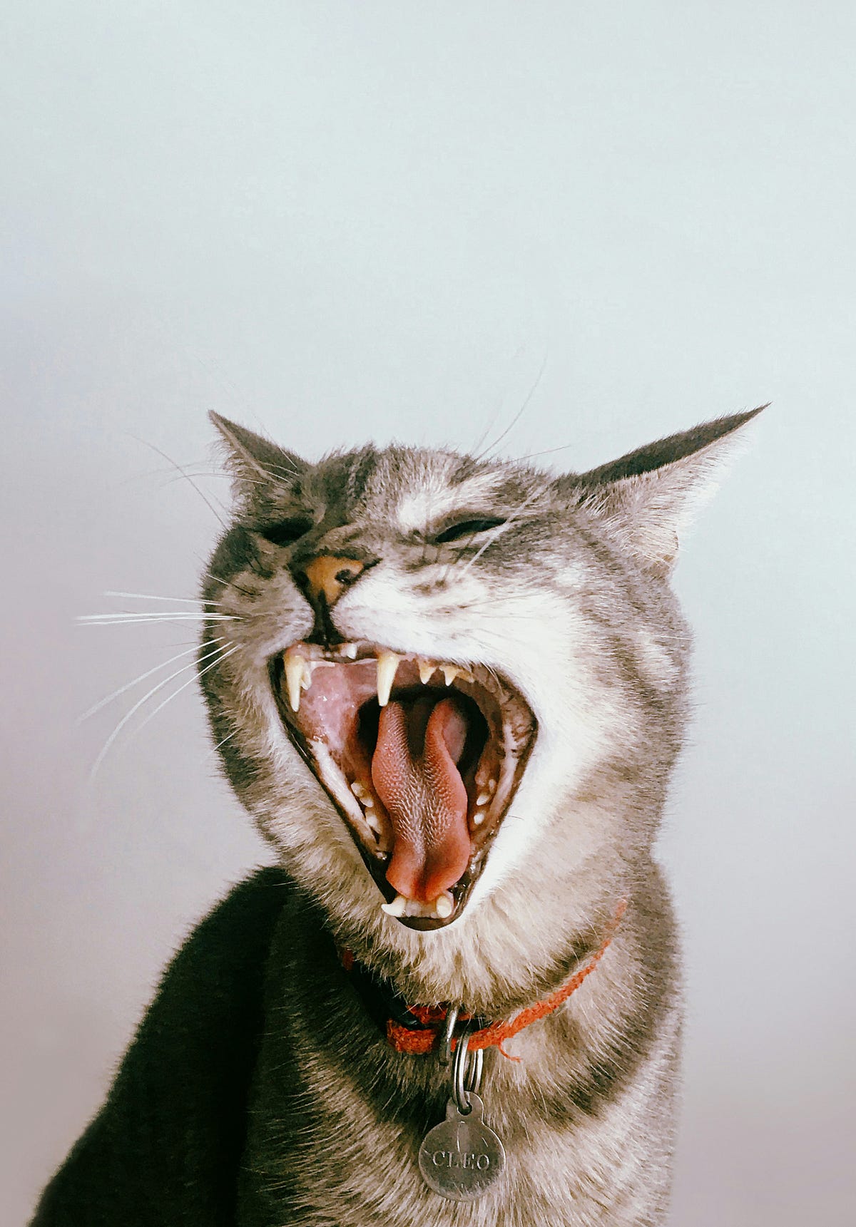 Cleo, The Singing Cat. Jamming out | by Linda in the midst of life ...