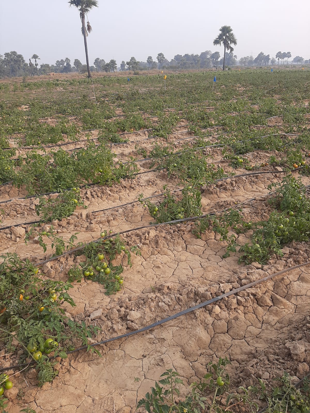 Promotion of drip irrigation and its equity implications: Initial ...