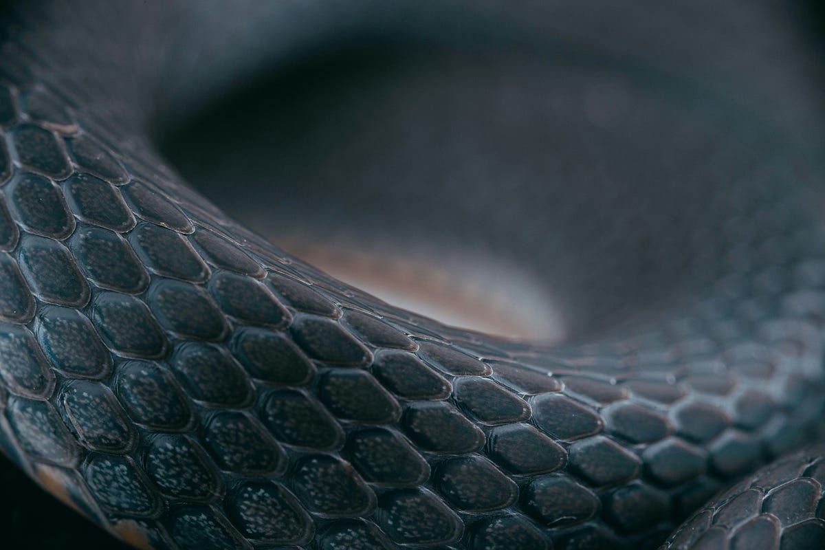 Animal Parts. When you start to grow scales and… | by Beatrice Rose ...