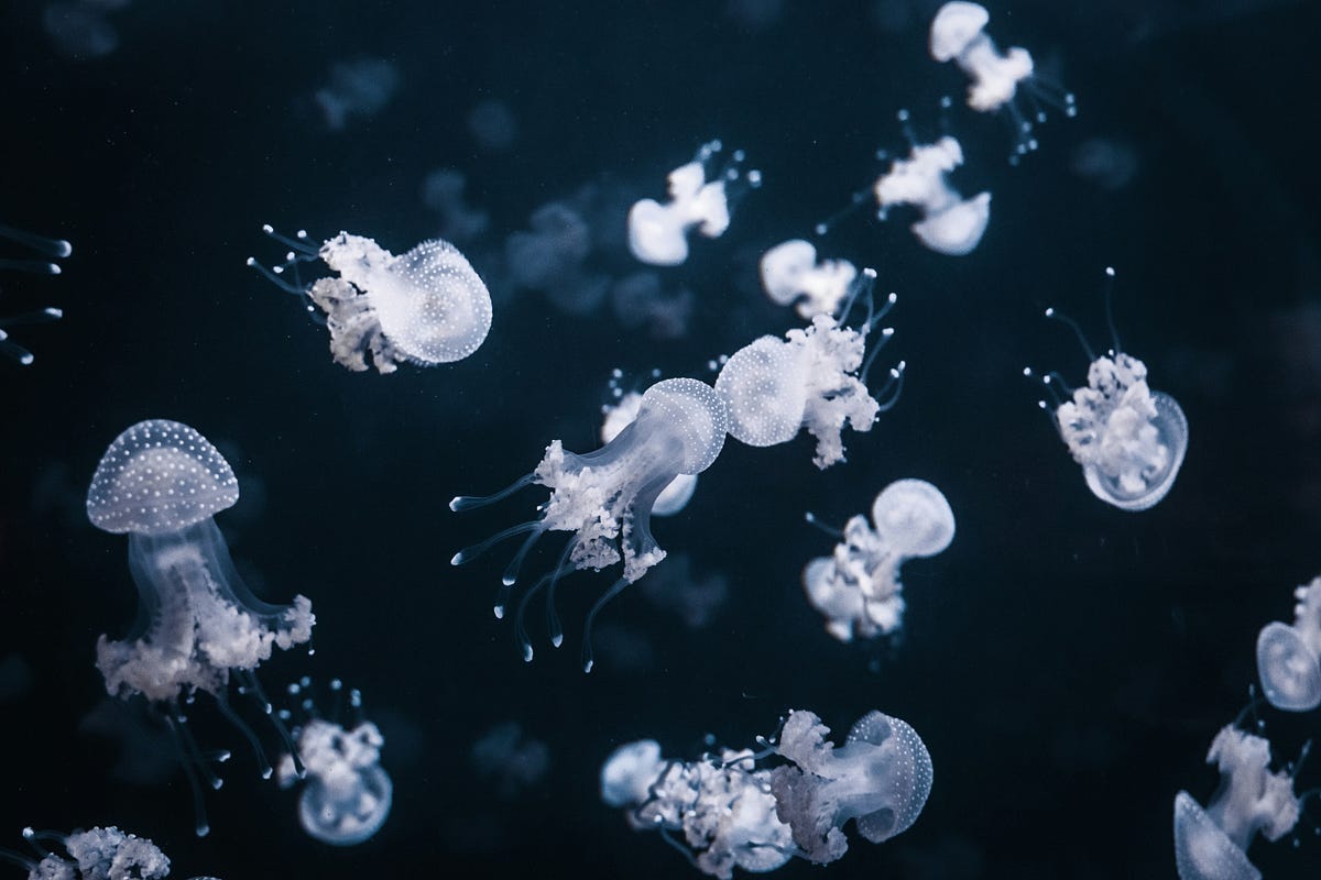 Evolving InTo Our Best Self. Signs You’re Evolving Into Your Best… | by ...