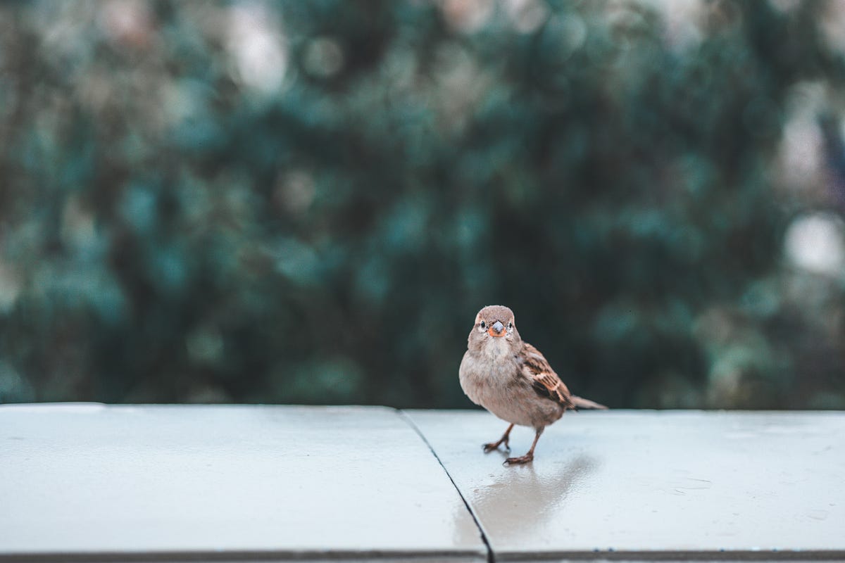 The Little Bird’s Journey. Photo by João Roger Goes Pereira on… | by ...