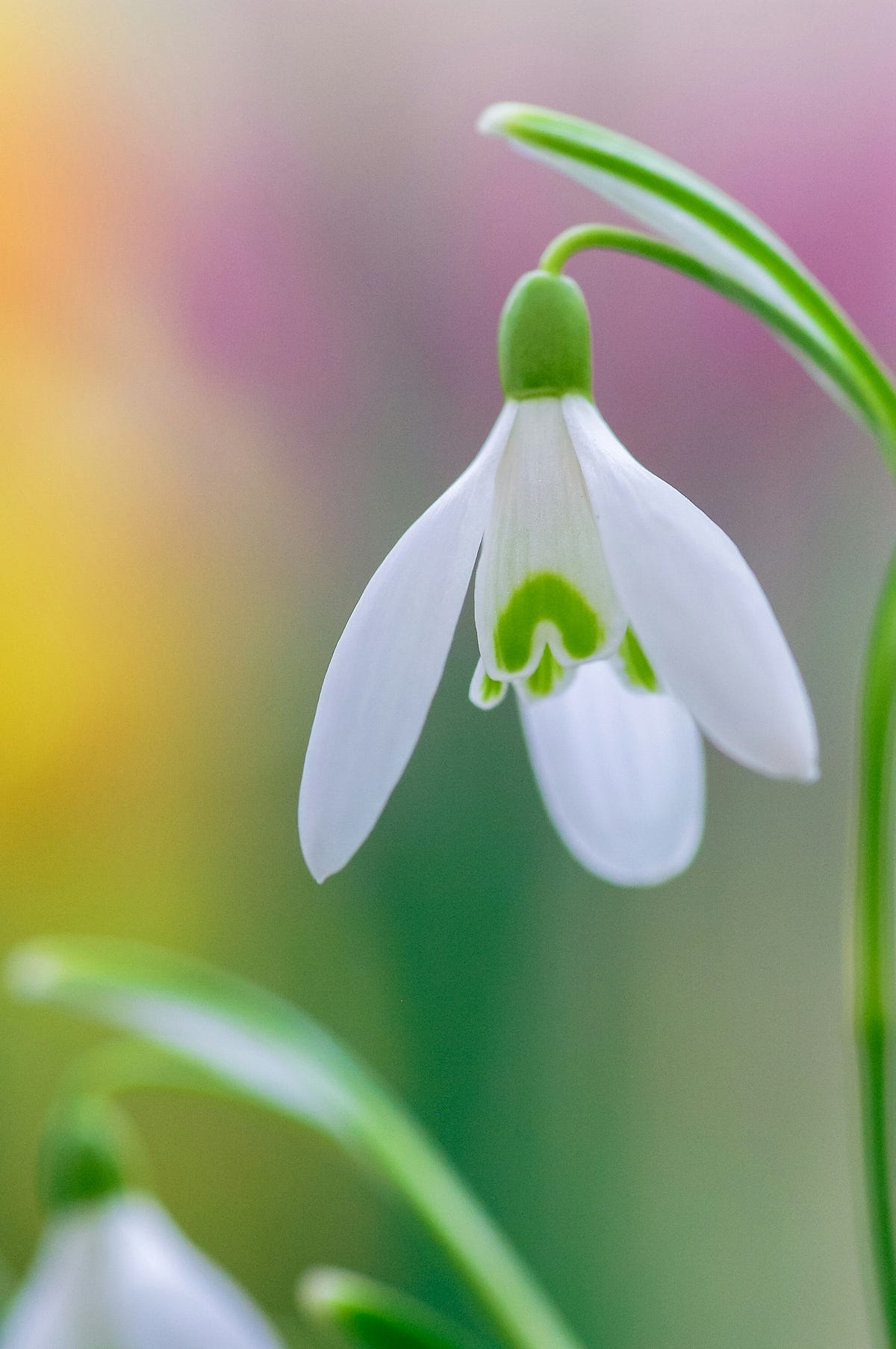 The Mighty Snowdrop. This dainty plant is tougher than it… | by ...