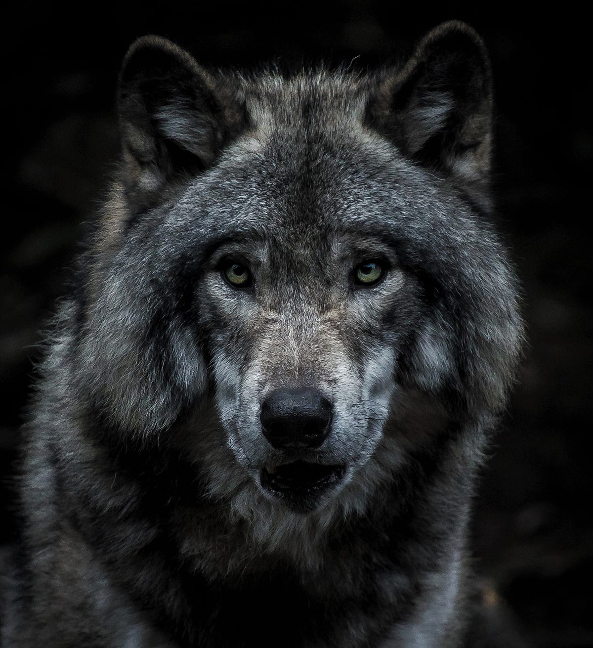 The Art of Solo — Part 2. The ‘Lone Wolf’ Personality | by Stephen ...
