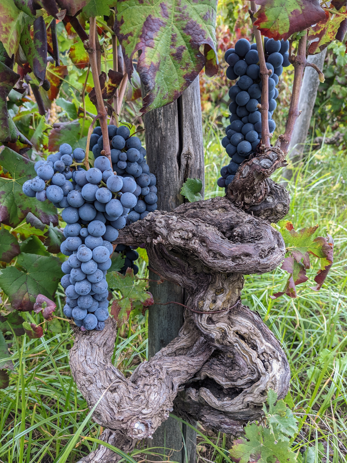 Timeless Elixir: Old Vines Explained | by Vinovoss Publication | Vinovoss