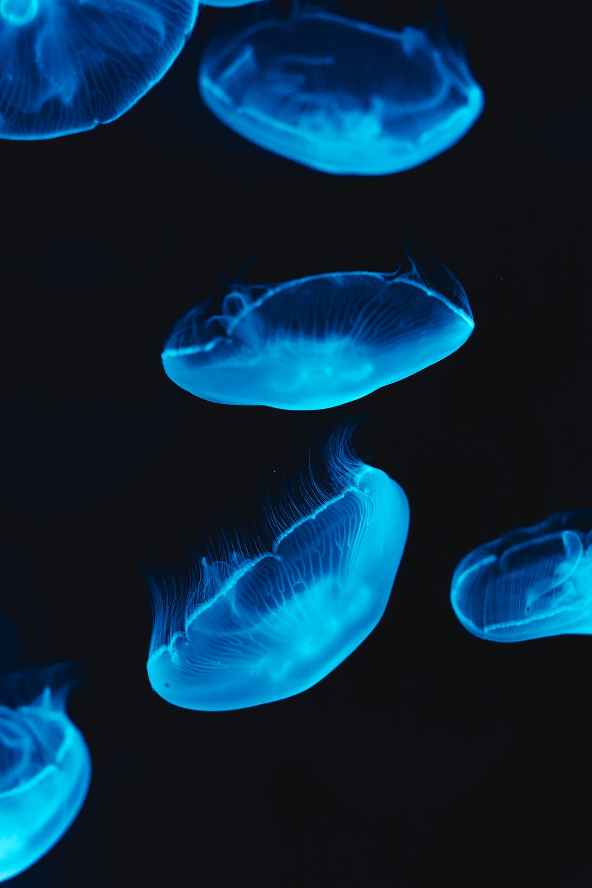 The harm and benefits of eating goat brain? | by Shahbaz Khan | Medium