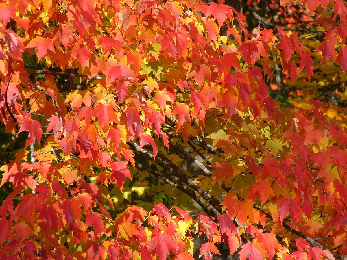 Canopy Of Gold - 17 Onji — Haiku, Senryu, and Zappai - Medium