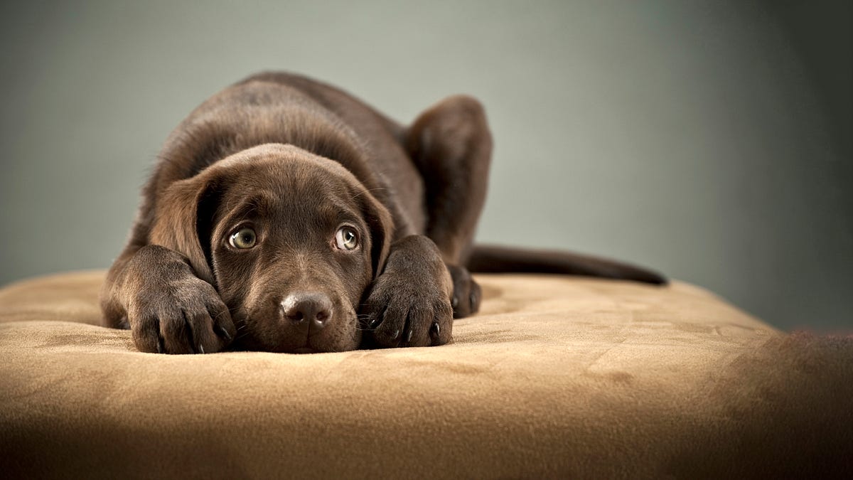 Do Animals Suffer From Anxiety?. Animals, like humans, can suffer from ...