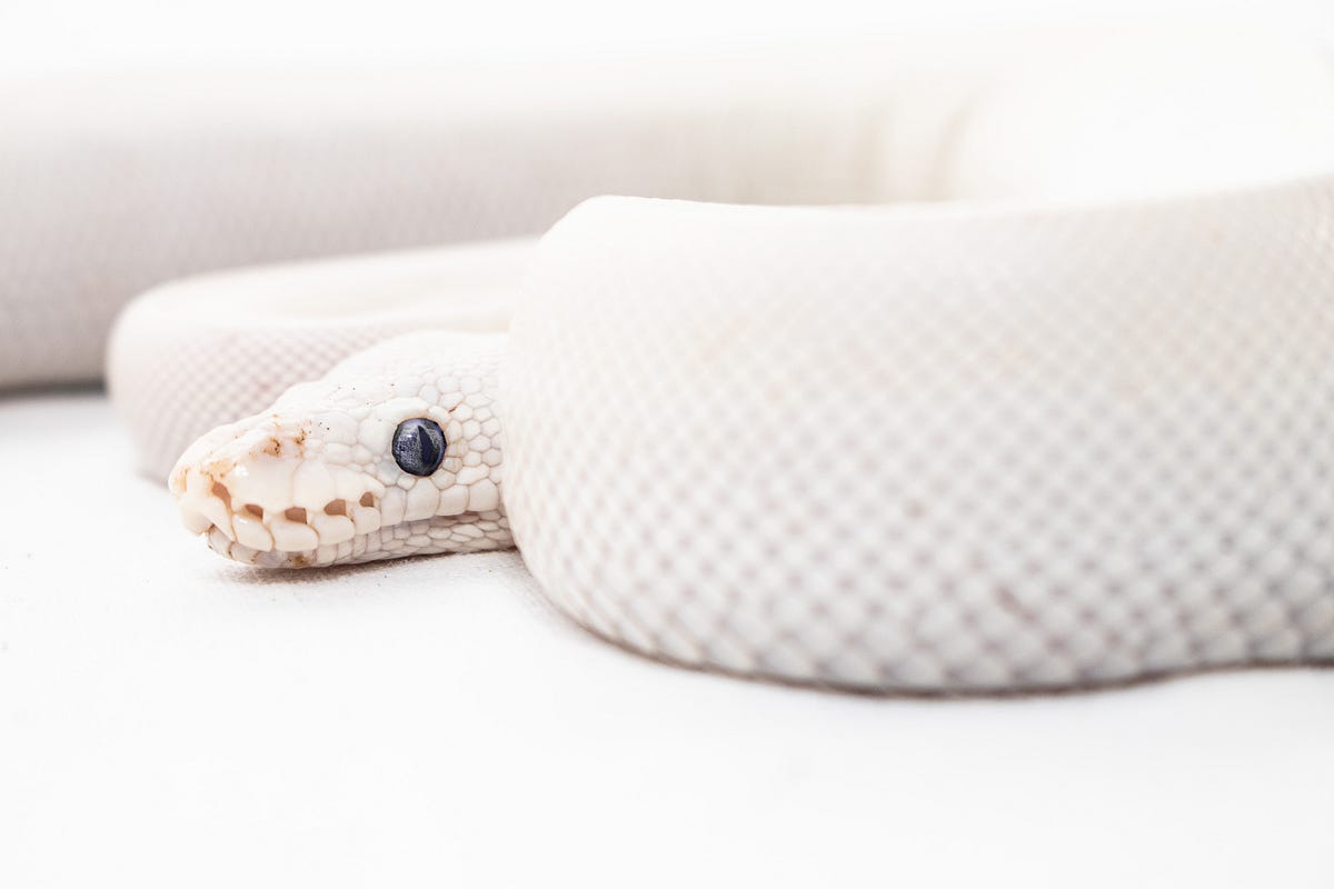Python Basics. Python is a high-level, general-purpose… | by Mohamed ...