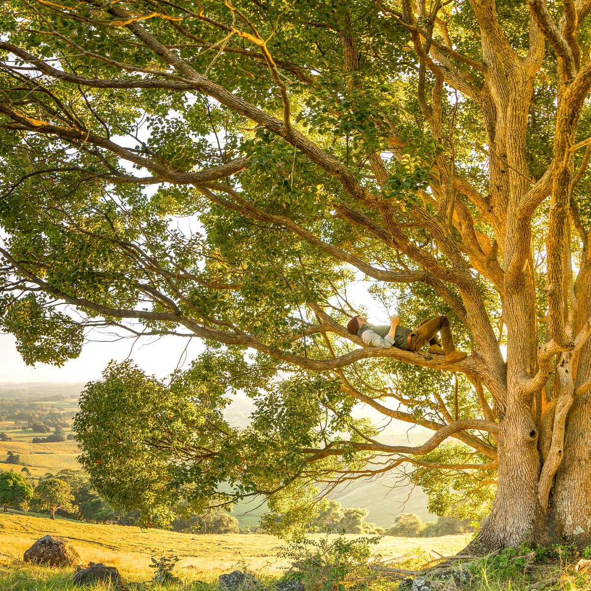 The Rings In Trees. A poem about trees | by WOLRAD | Medium