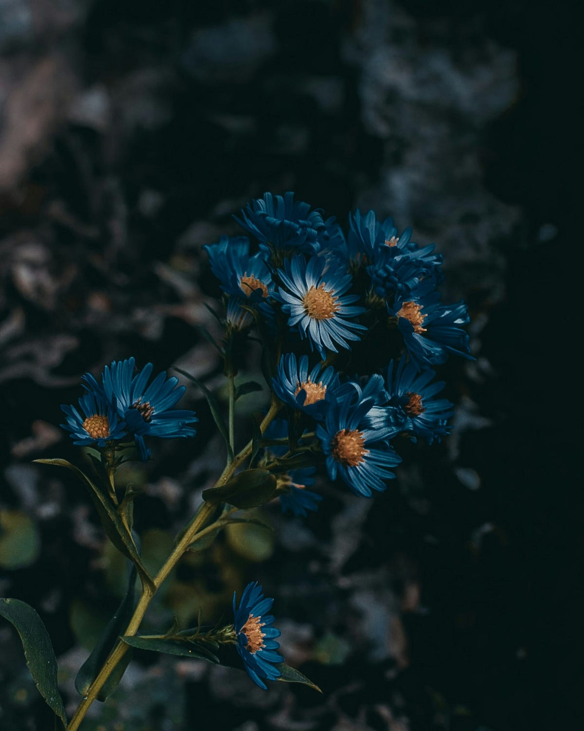 Violets are blue, like my breaking heart | by alarice | Write Your ...