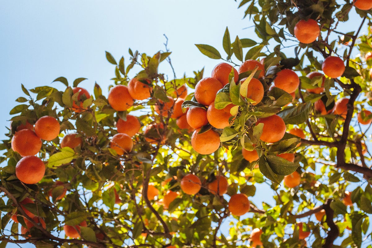 The Alchemy of Apricots: The Golden Fruit of Longevity | by Silent ...