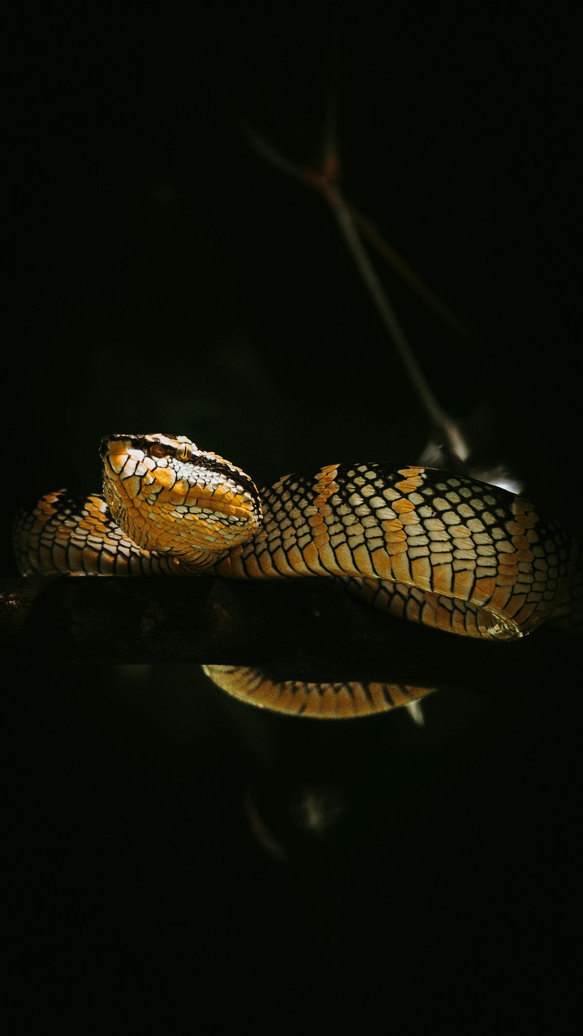 Snake Island (Ilha da Queimada Grande, Brazil) | by IQRA REHMAN | Jan ...