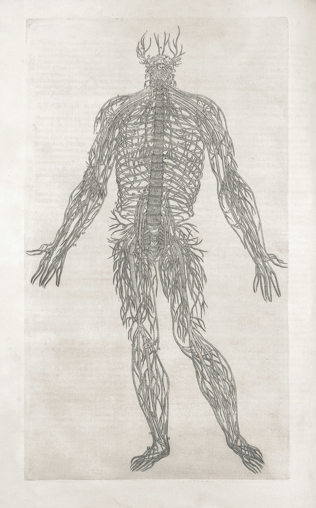 The Nervous System: The Body’s Command Center | by Elliot | Medium