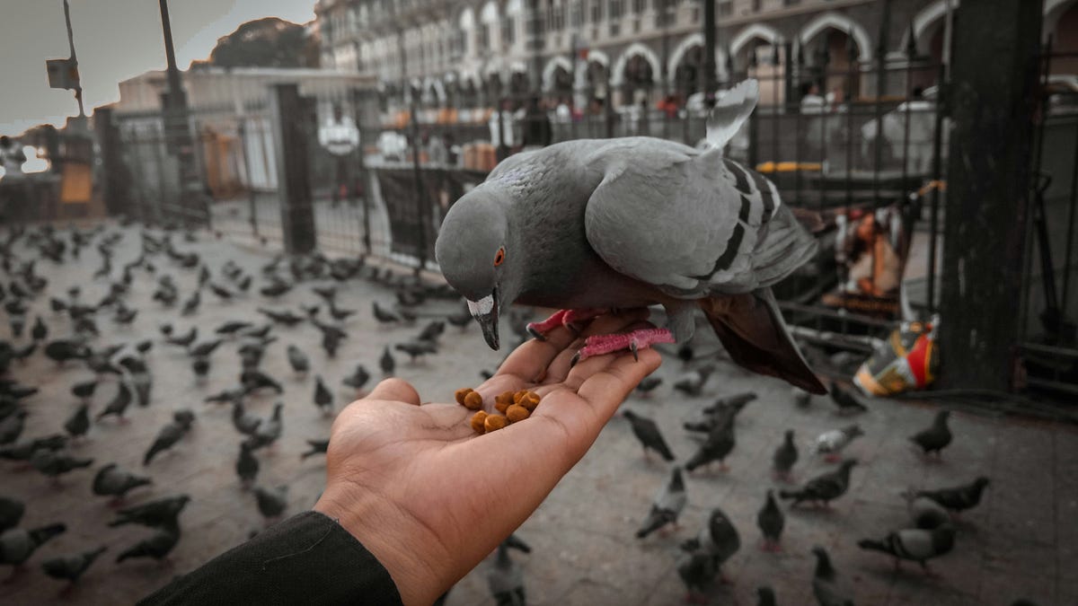 Sargents don’t play trombones.. The day of the pigeon rebellion, and ...